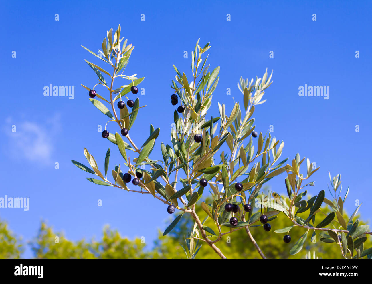 a Greek olive tree branch with ripe olives ready to be harvested Stock ...
