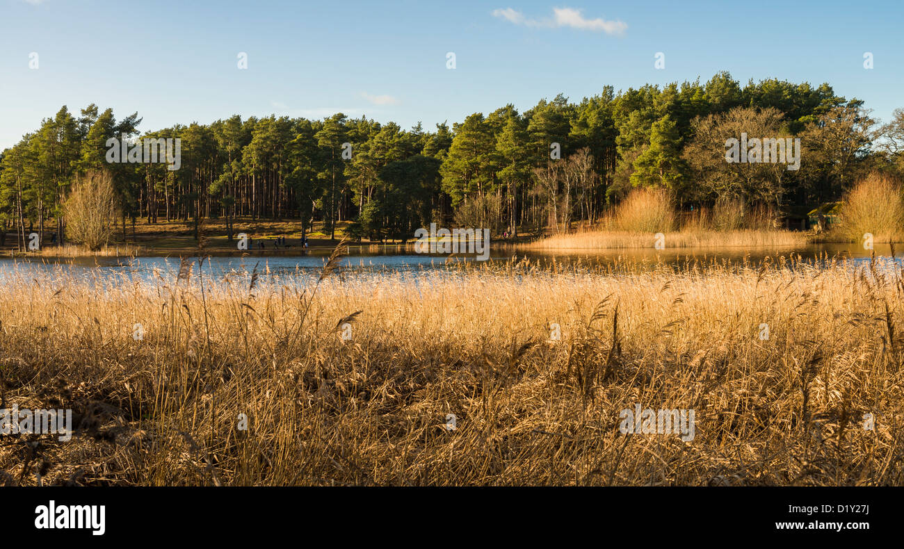 Frensham hi-res stock photography and images - Alamy