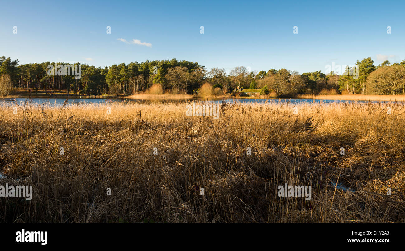 Farnham lake hi-res stock photography and images - Alamy