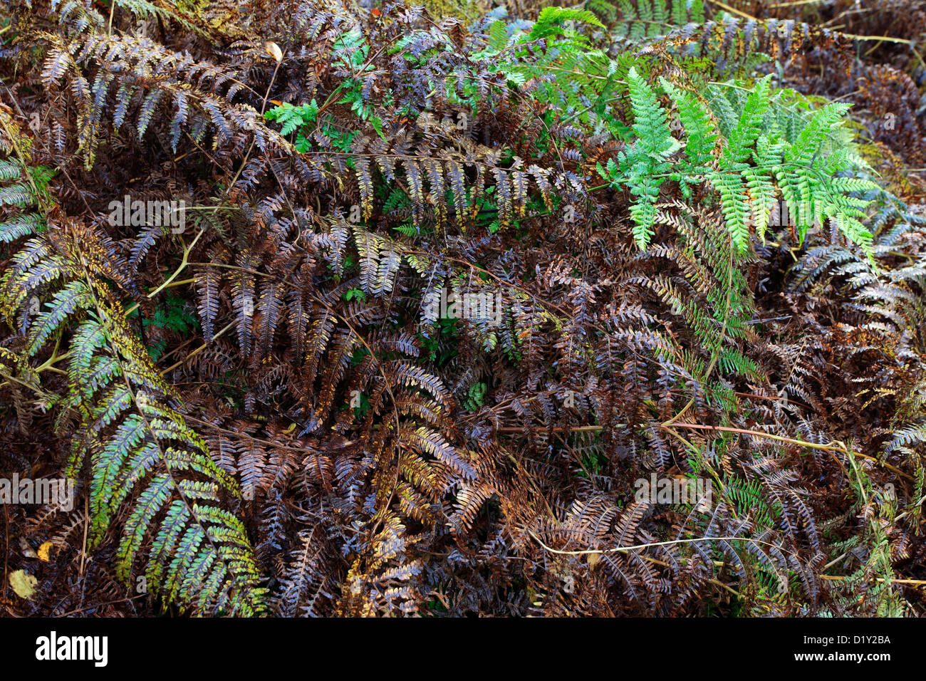 Close up of Fern, Bracken fronds, autumn colours (Pteridium aquilinum ...