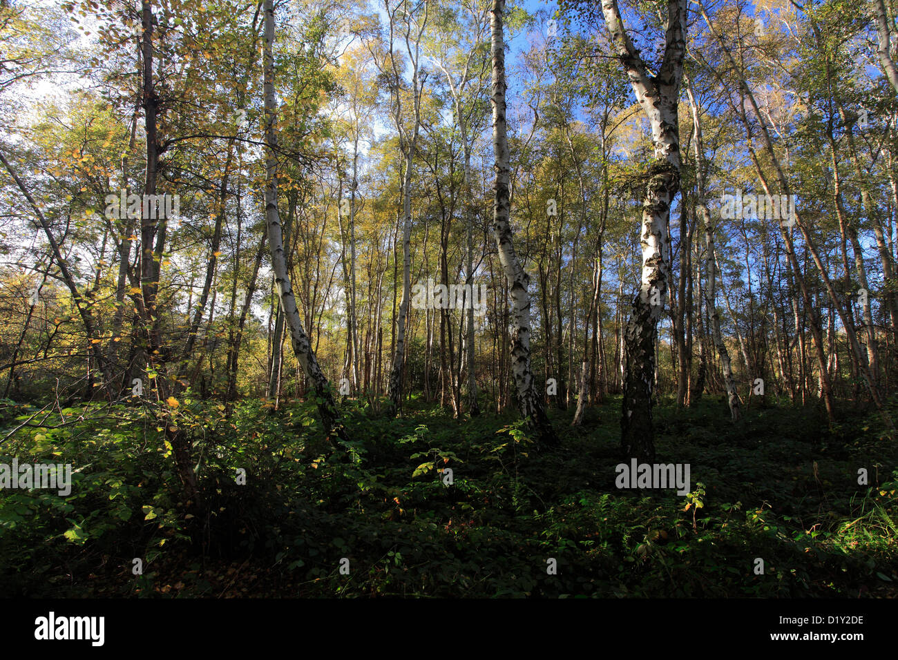 Silver Birch trees with autumn colours (Betula pendula Stock Photo - Alamy