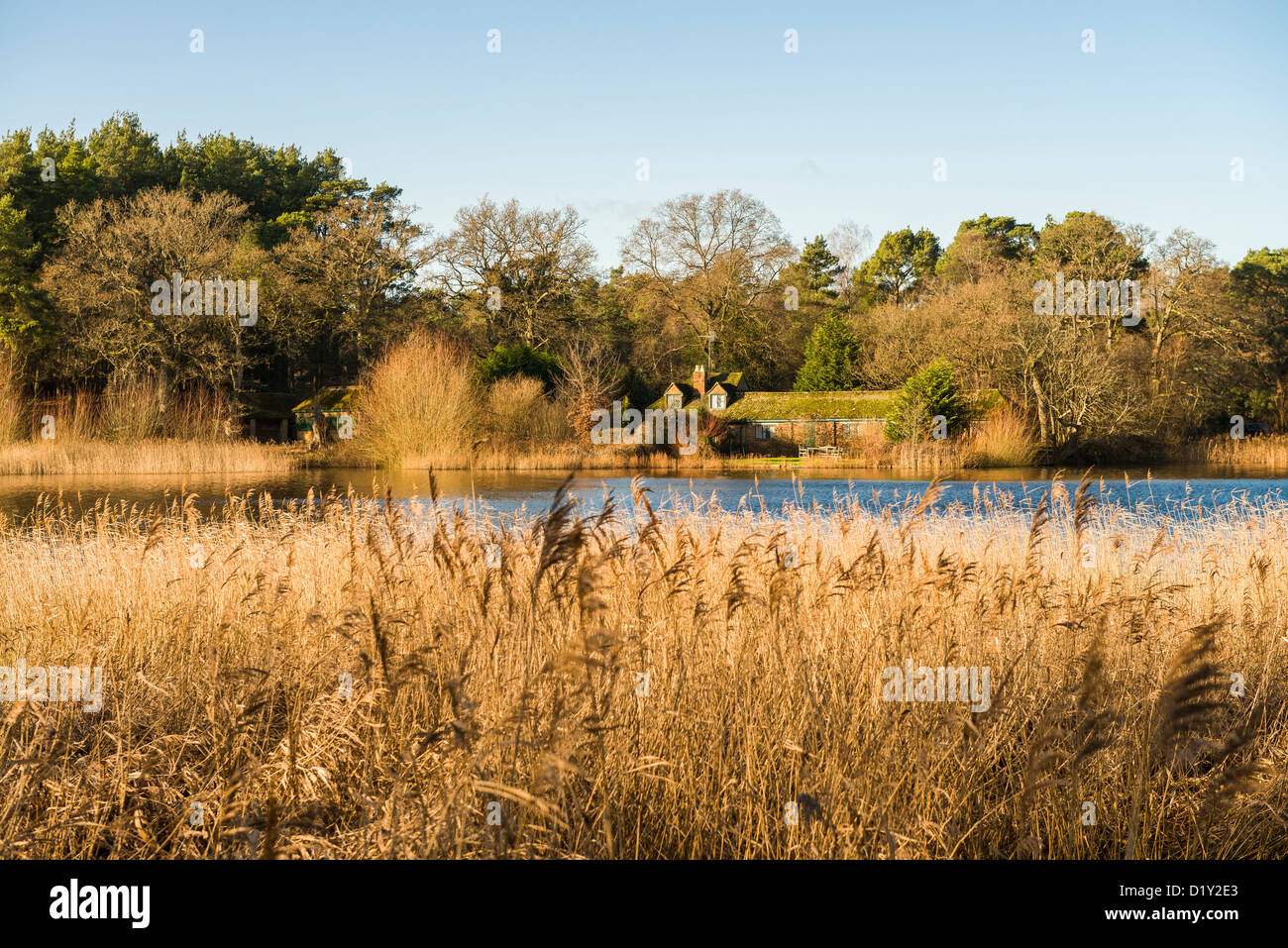 Farnham Lake High Resolution Stock Photography and Images - Alamy