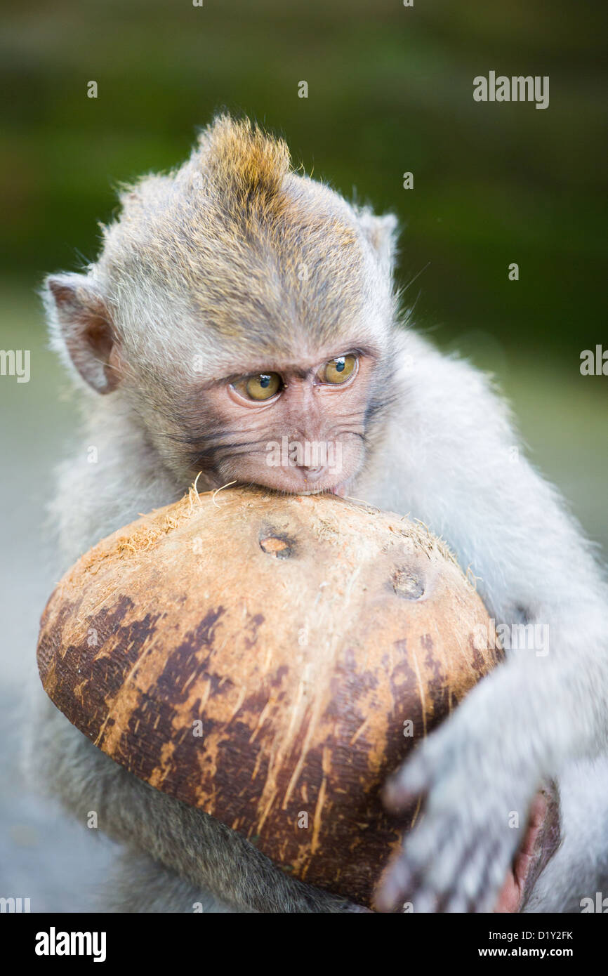 Rhesus macaque monkey in the Monkey Forest, Ubud,, Bali, Indonesia ...