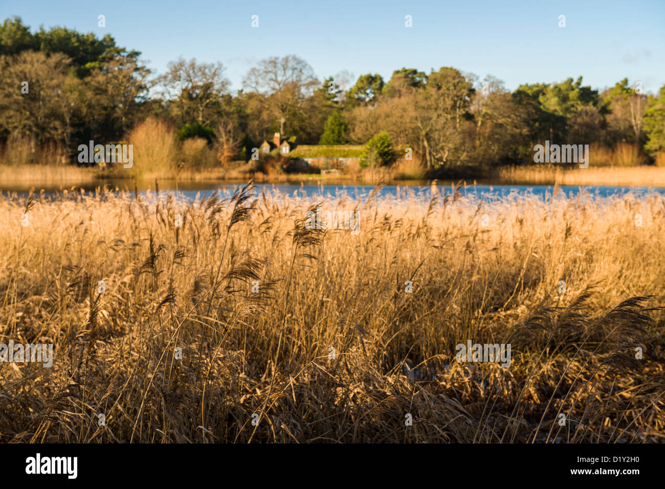 Farnham Lake High Resolution Stock Photography and Images - Alamy