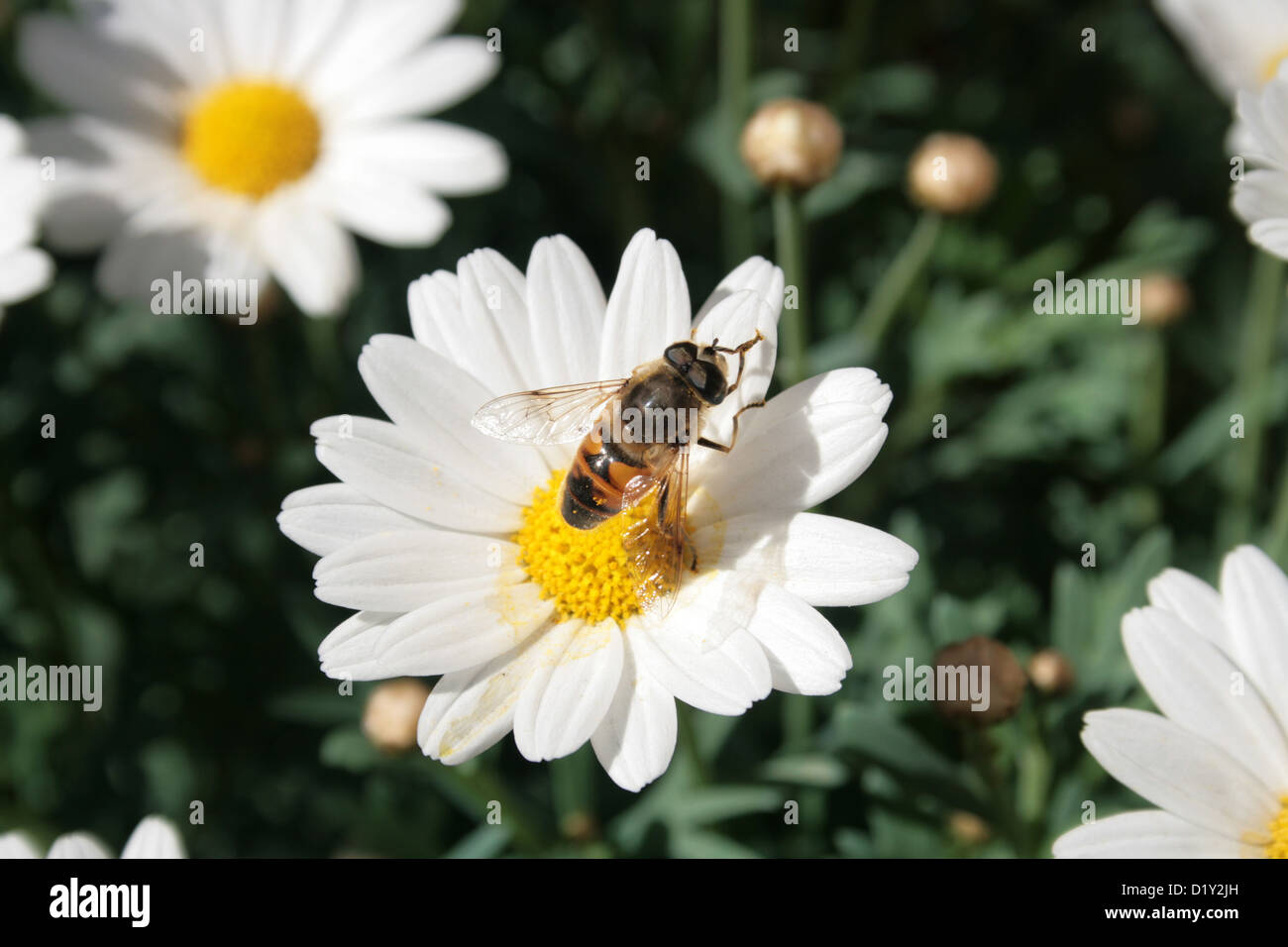A honey bee pollinating a daisy in a flower garden in Cotacachi ...