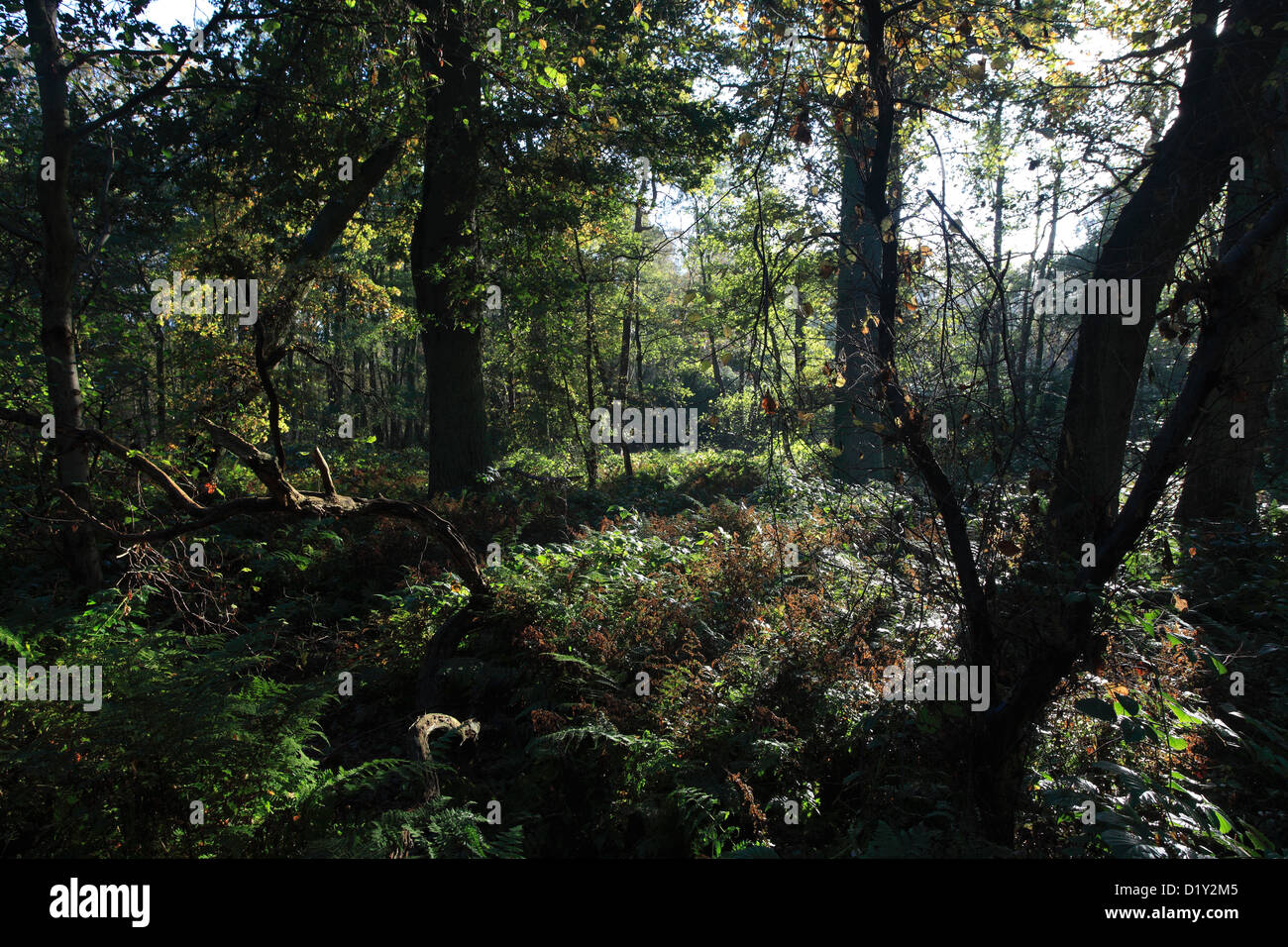 Fern, Bracken fronds in a woodland landscape, autumn colours (Pteridium ...