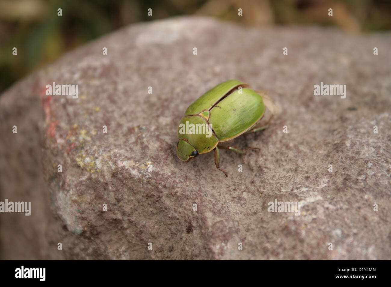 Beetle standing hi-res stock photography and images - Alamy