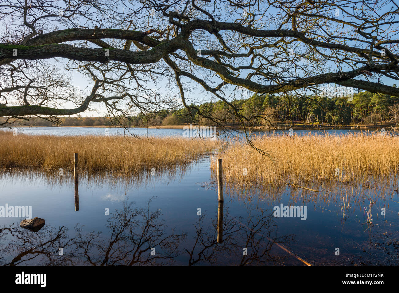 Farnham lake hi-res stock photography and images - Alamy