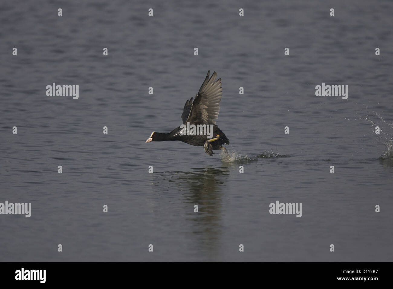 Coot running/flying across water Stock Photo - Alamy