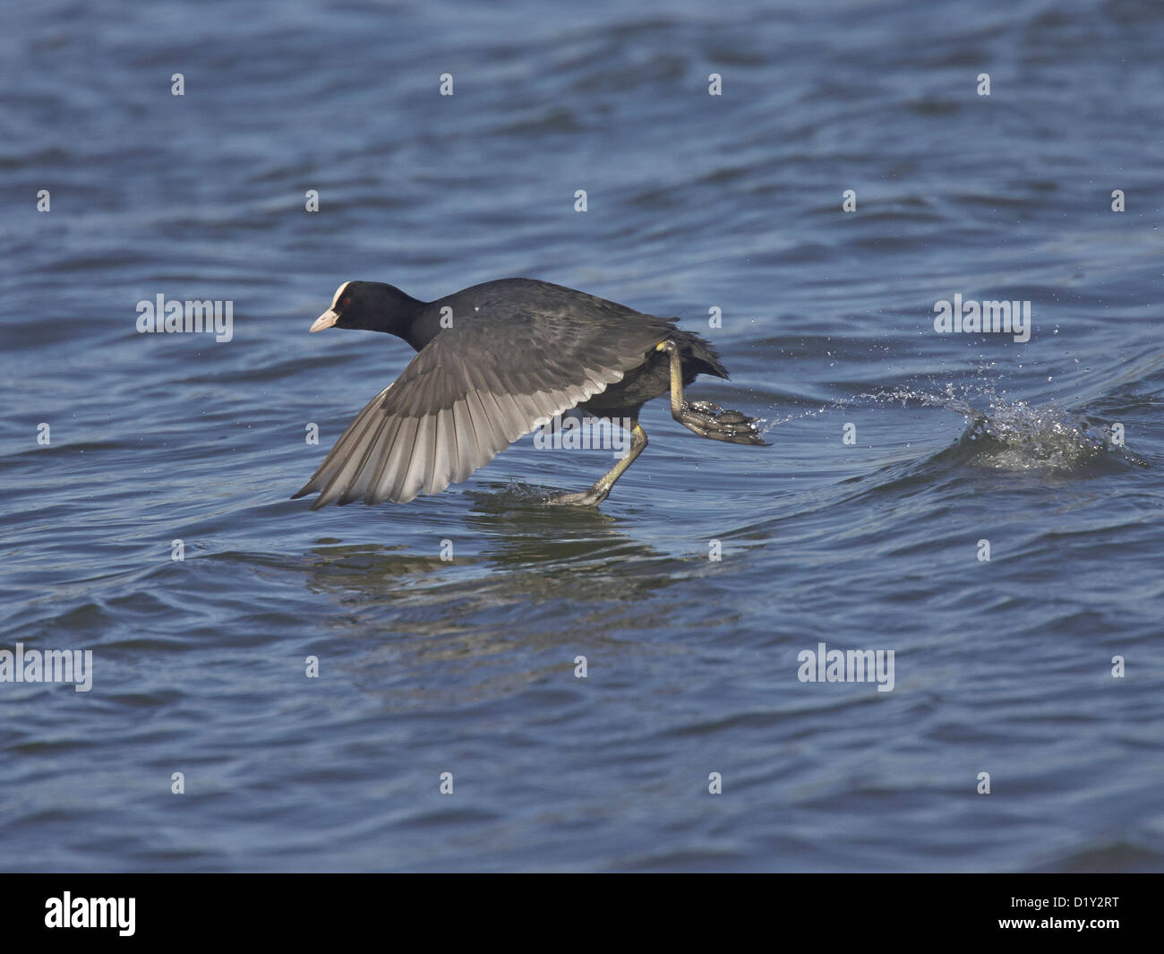 Coot running/flying across water Stock Photo - Alamy