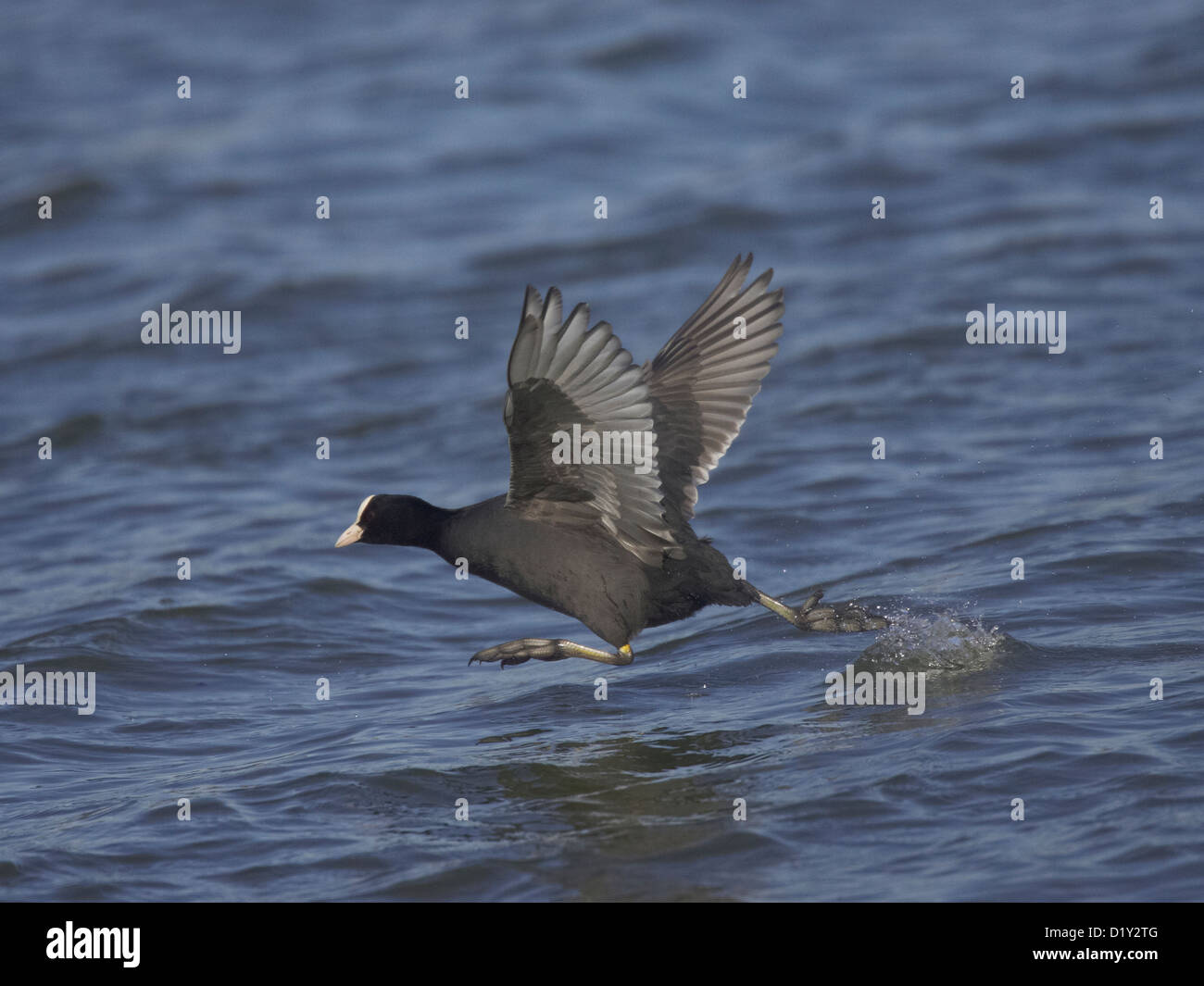 Coot running/flying across water Stock Photo - Alamy