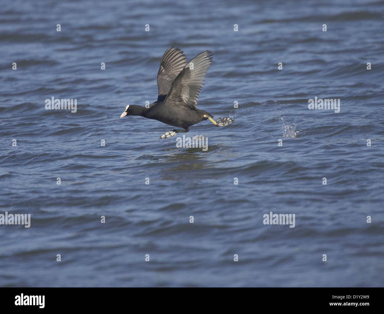 Coot running/flying across water Stock Photo - Alamy