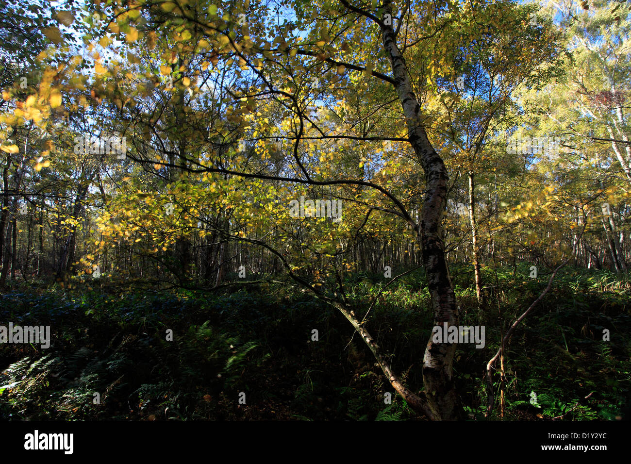 Silver Birch trees with autumn colours (Betula pendula Stock Photo - Alamy