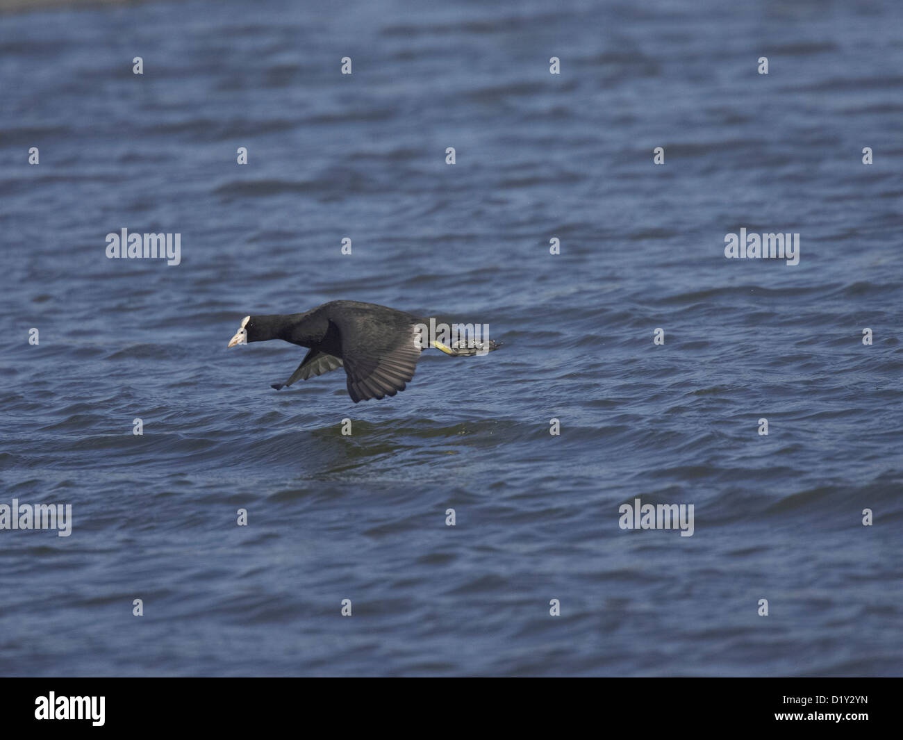 Coot running/flying across water Stock Photo - Alamy