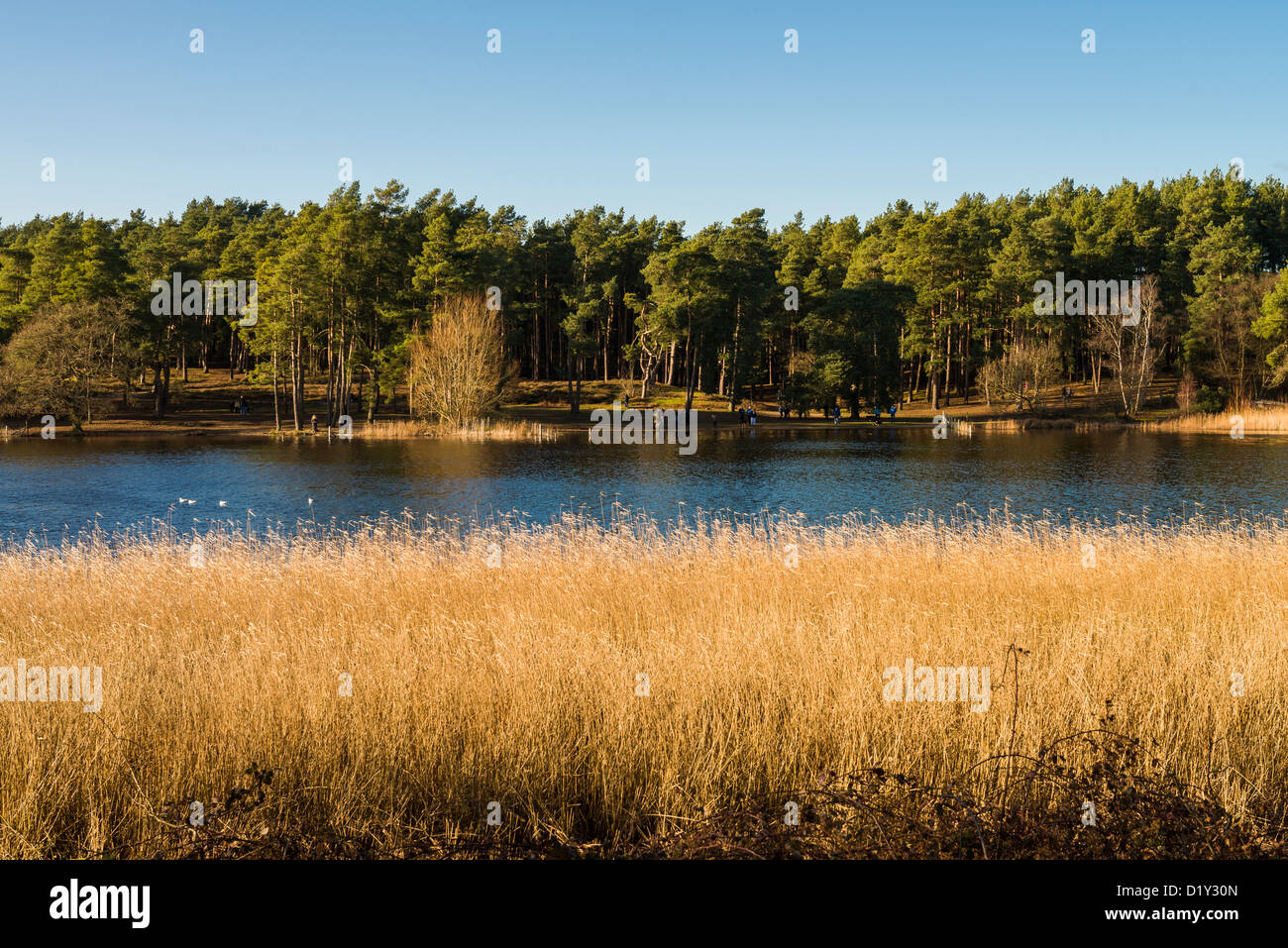 Farnham lake hi-res stock photography and images - Alamy