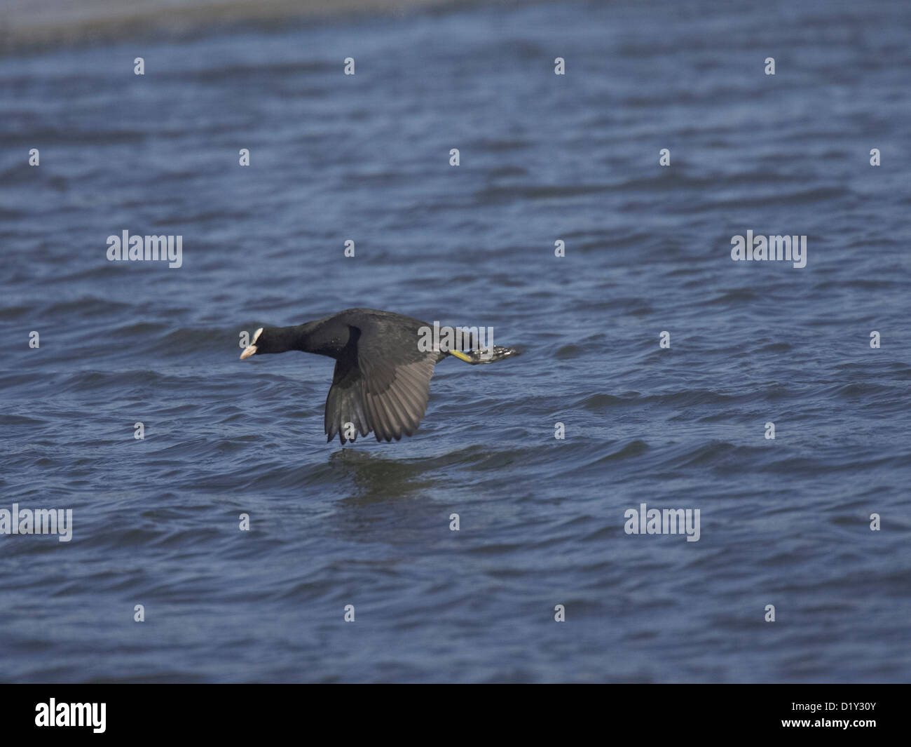 Coot running/flying across water Stock Photo - Alamy