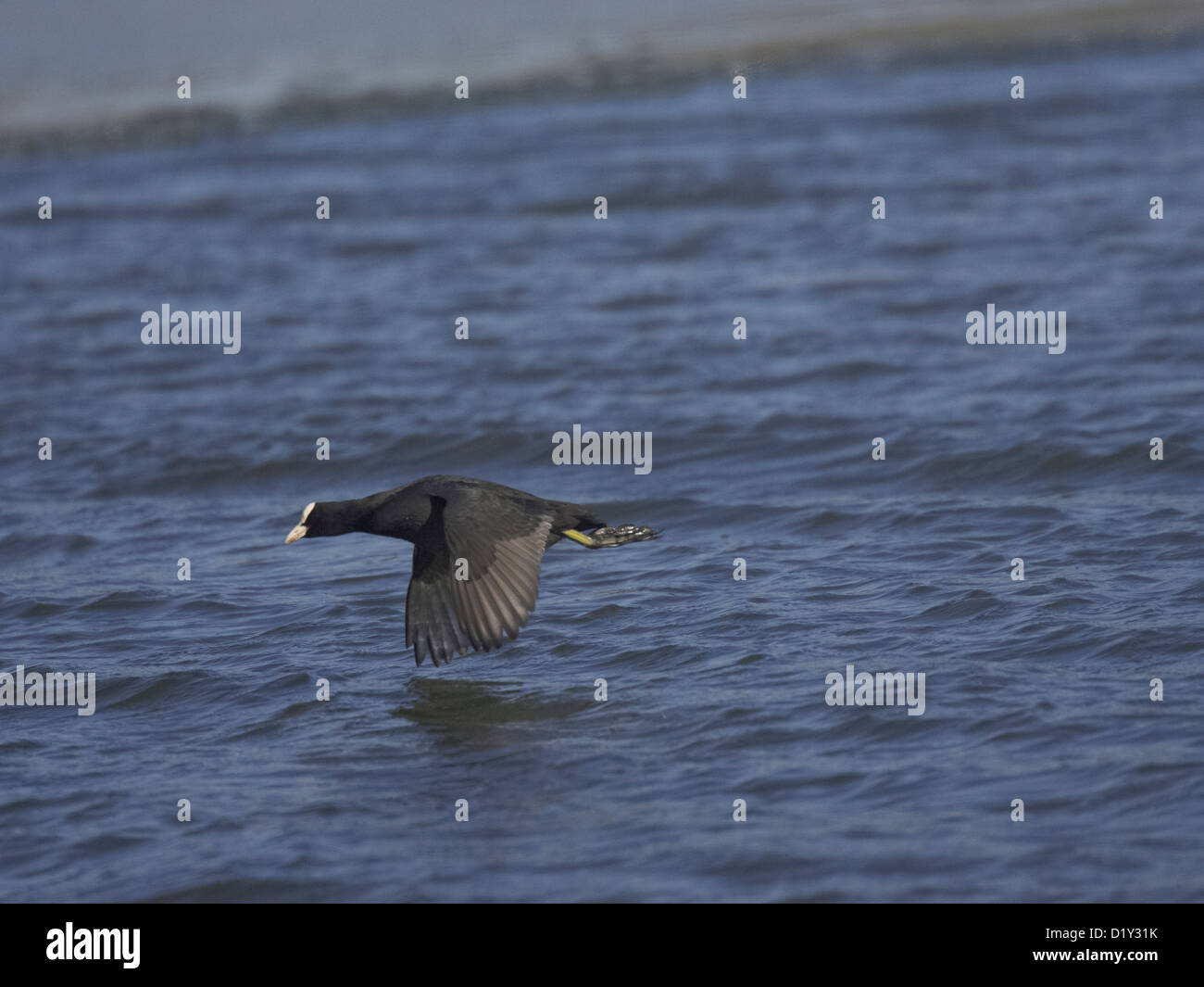 Coot running/flying across water Stock Photo - Alamy