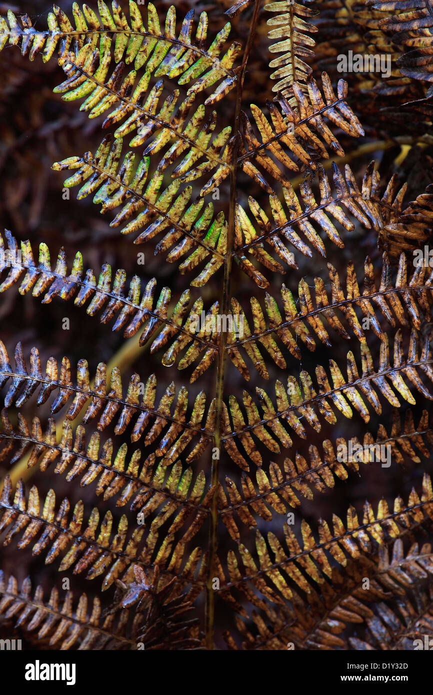 Close up of Fern, Bracken fronds, autumn colours (Pteridium aquilinum ...