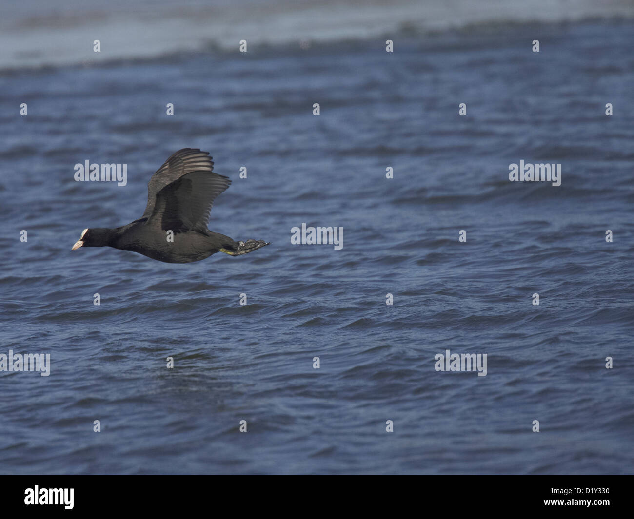 Coot running/flying across water Stock Photo - Alamy
