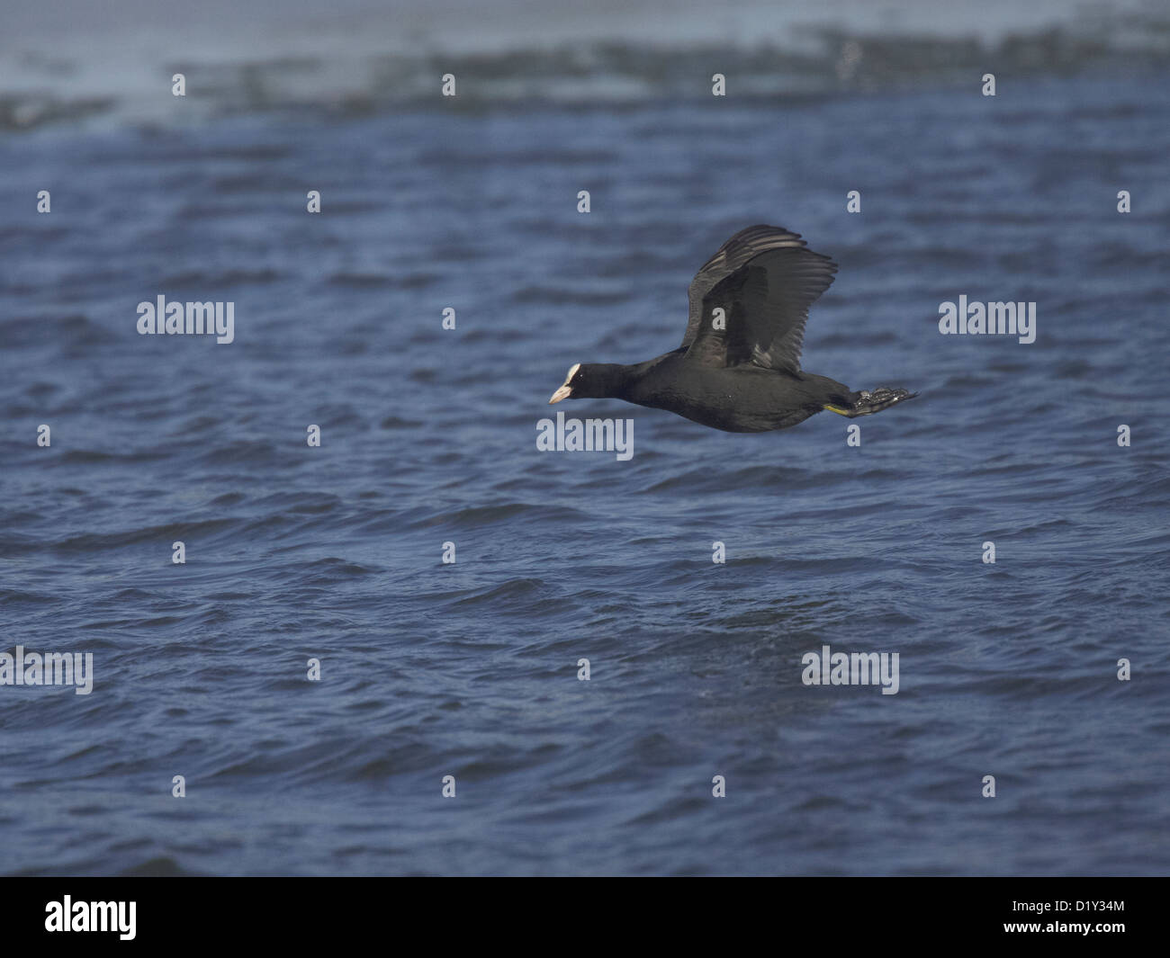 Coot running/flying across water Stock Photo - Alamy
