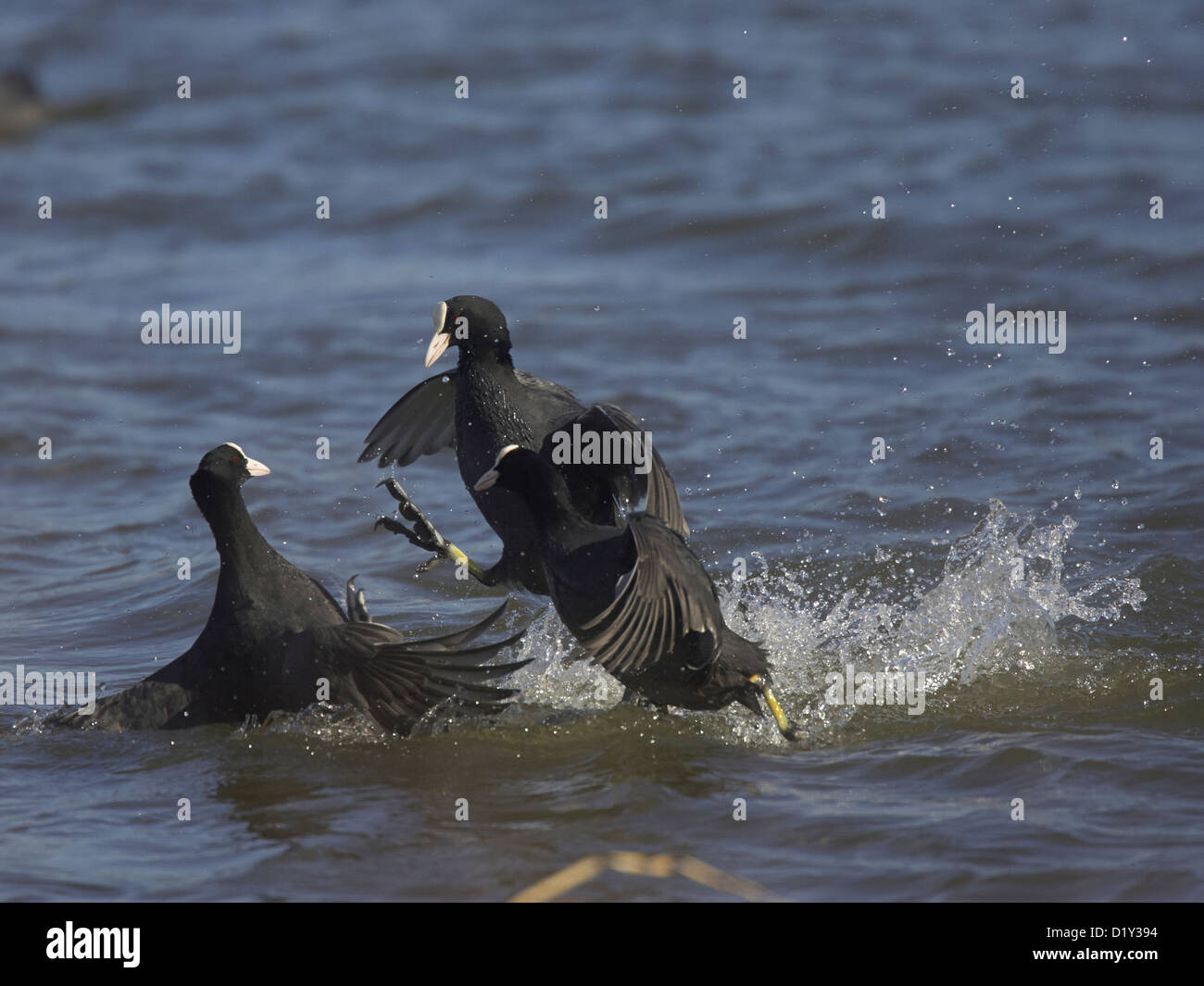 Coots running across water hi-res stock photography and images - Alamy