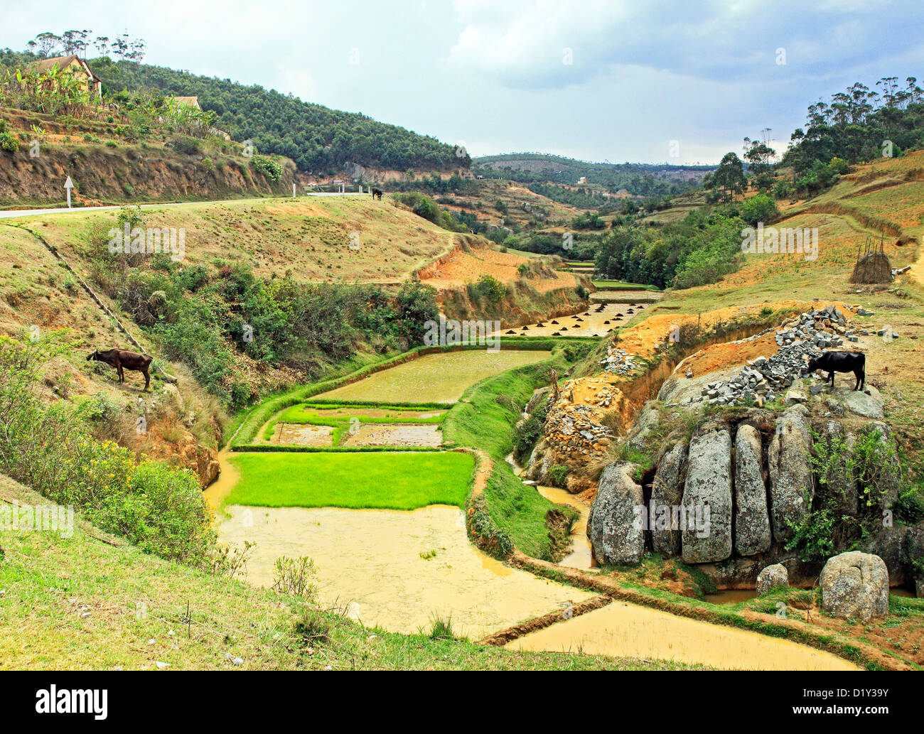 Paddy field , huts hi-res stock photography and images - Alamy