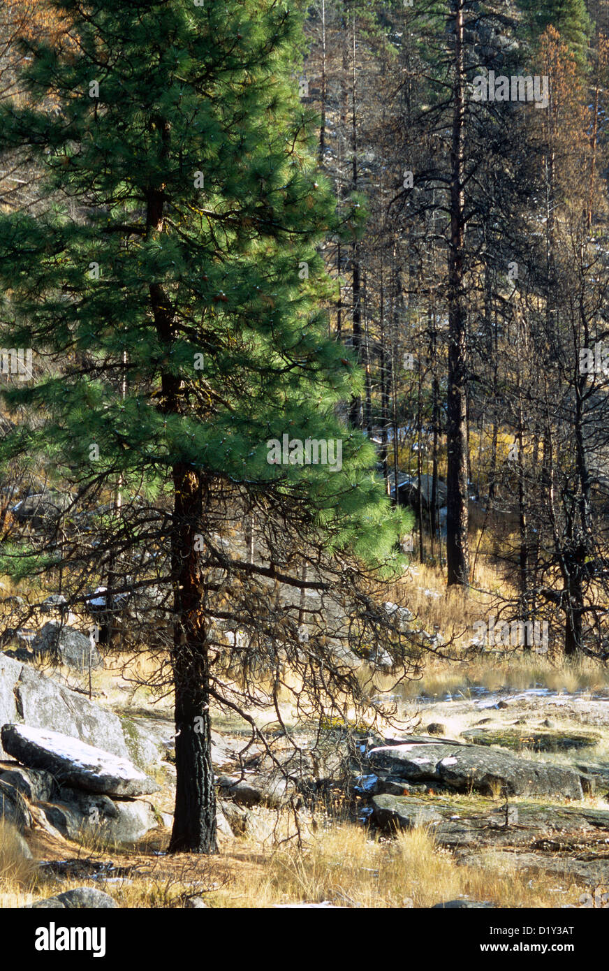 Usa wild fire pine tree hi-res stock photography and images - Alamy