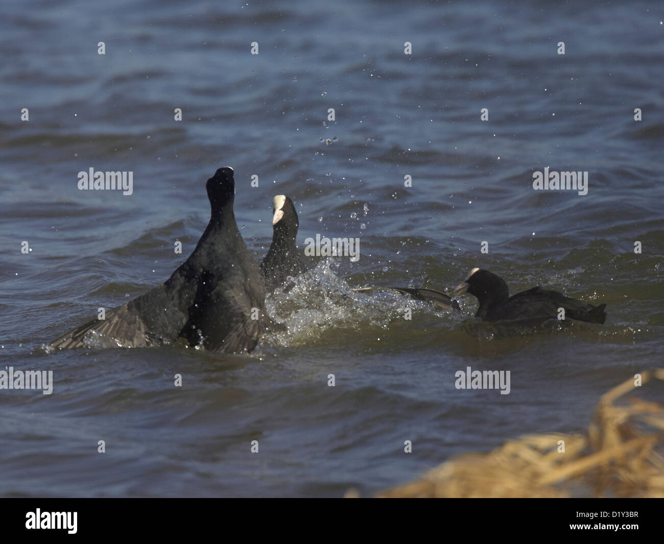 Coots running across water hi-res stock photography and images - Alamy