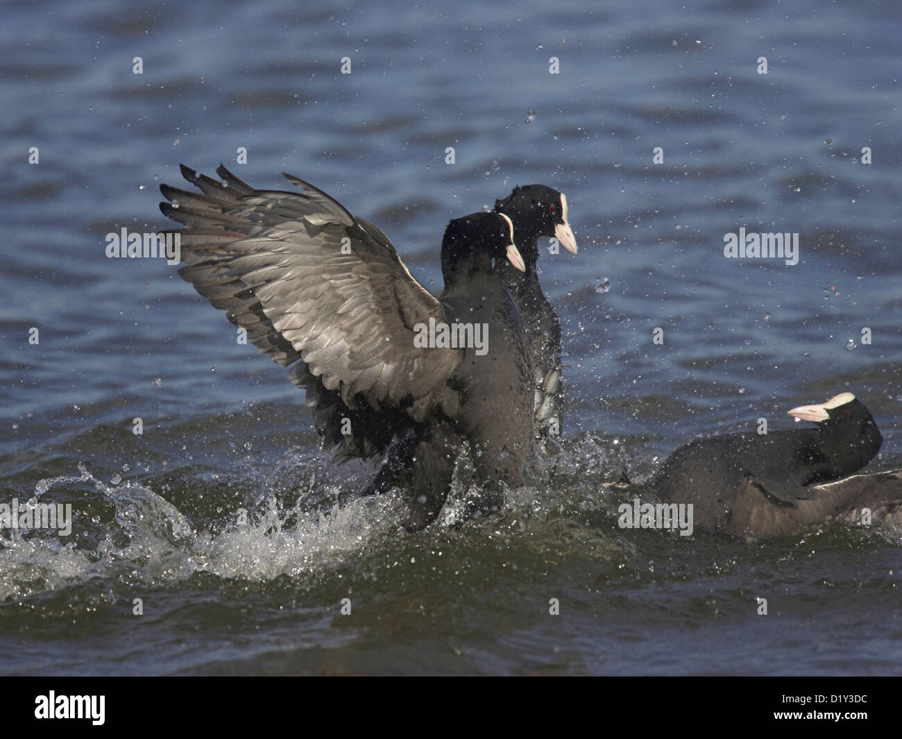 Coots running across water hi-res stock photography and images - Alamy