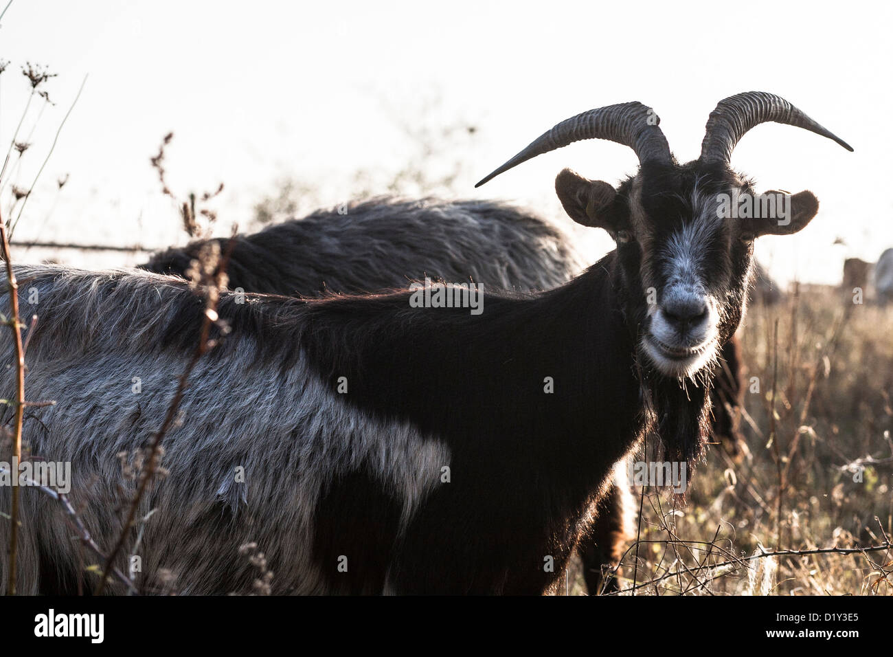 Goats, He goat, Germany Stock Photo - Alamy