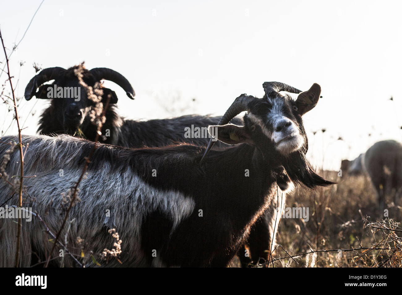 Goats, He goat, Germany Stock Photo - Alamy