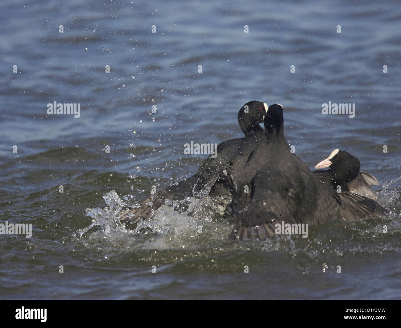 Coots running across water hi-res stock photography and images - Alamy