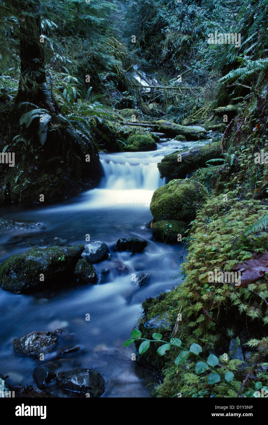 Stream in forest Stock Photo - Alamy