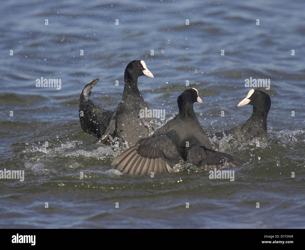 Coots running across water hi-res stock photography and images - Alamy