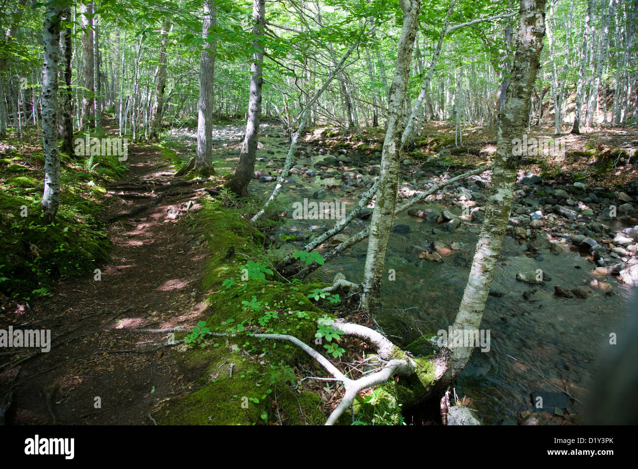The Mackenzie River flowing through woodland in Cape Breton, Nova ...