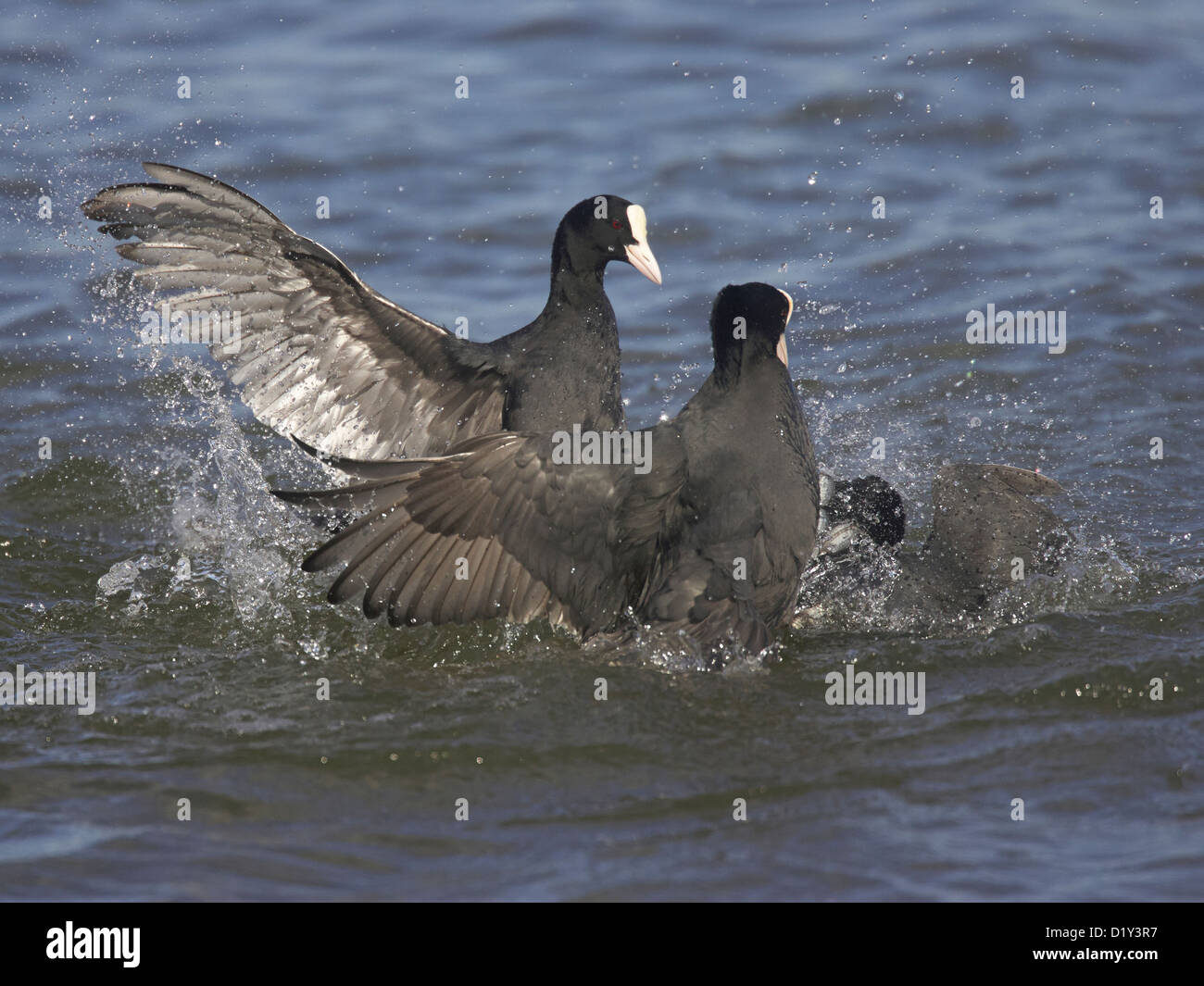 Coots running across water hi-res stock photography and images - Alamy