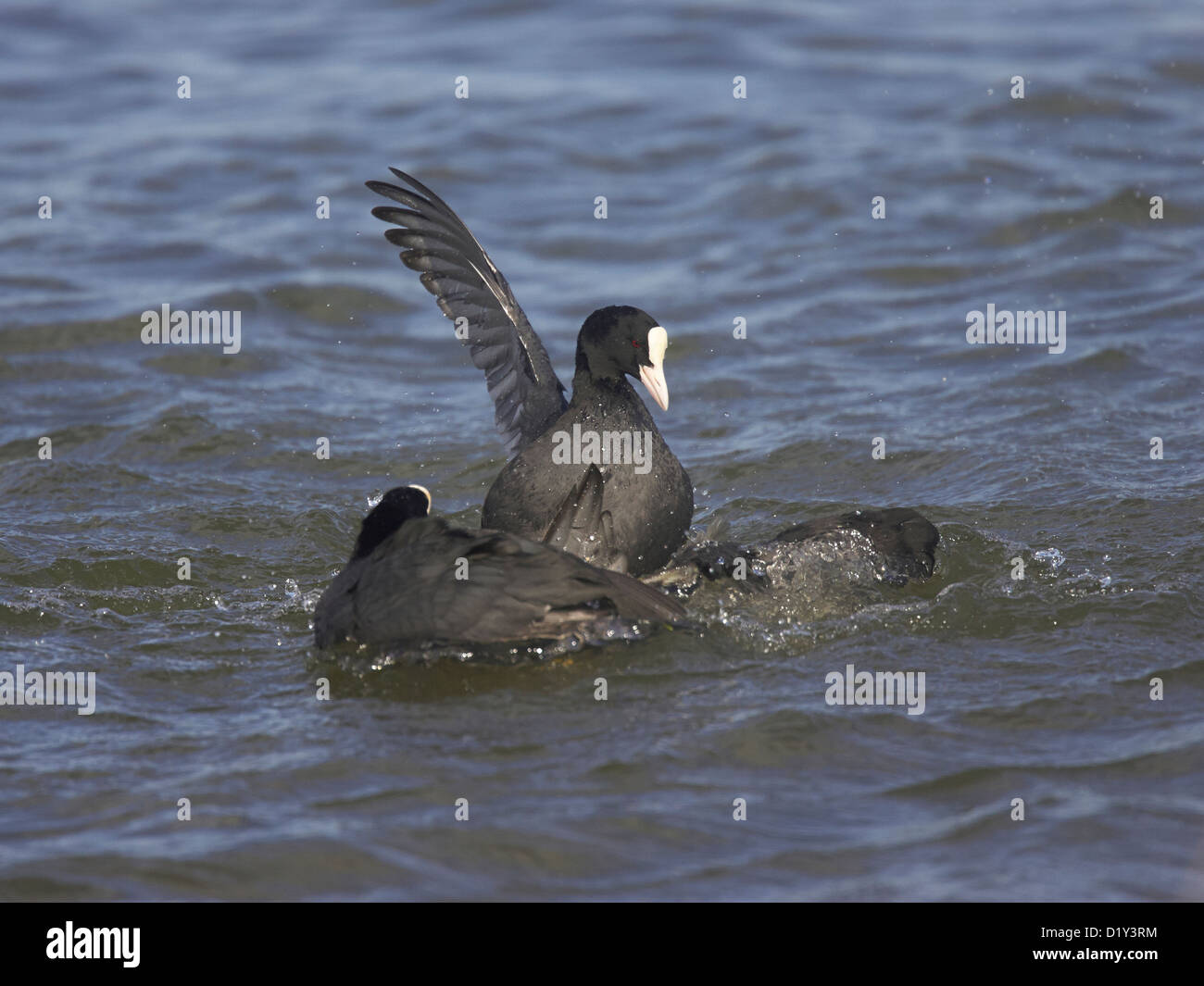 Coots fighting with their feet hi-res stock photography and images - Alamy