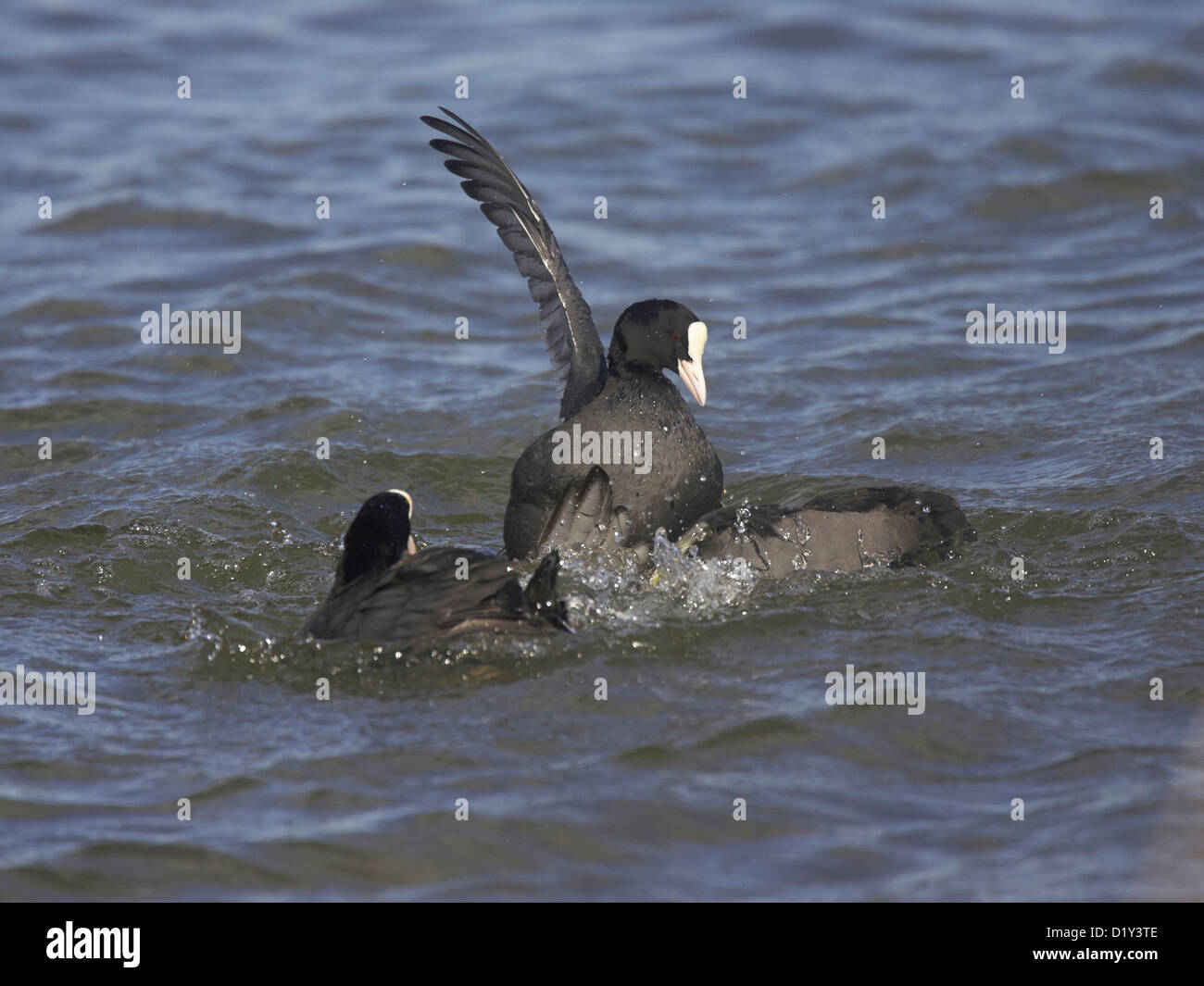 Coots running across water hi-res stock photography and images - Alamy