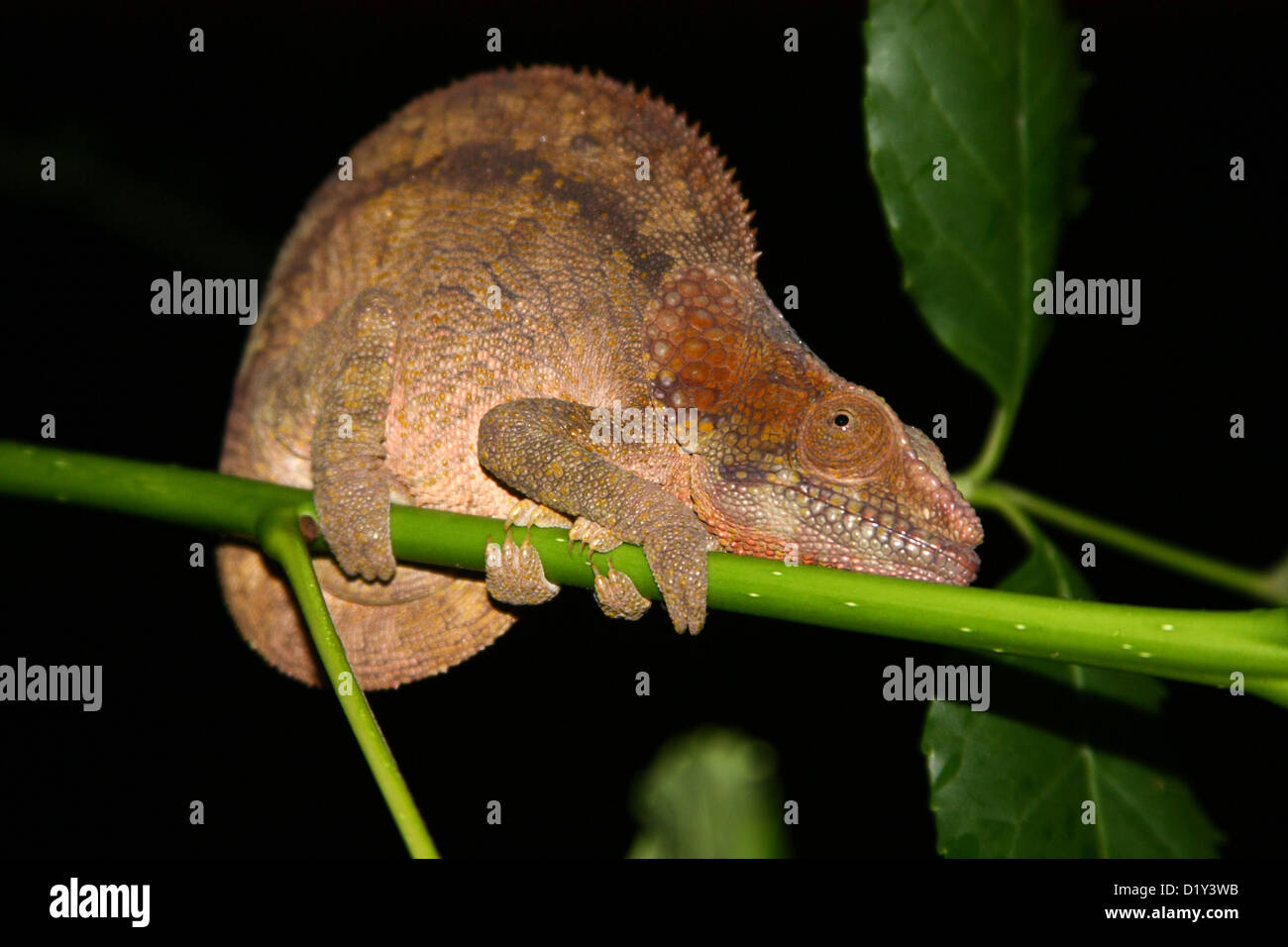 The Elephant-eared or Short-horned Chameleon Stock Photo - Alamy