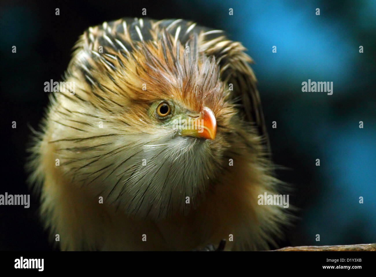 Cuckoo Bird Stock Photos & Cuckoo Bird Stock Images - Alamy