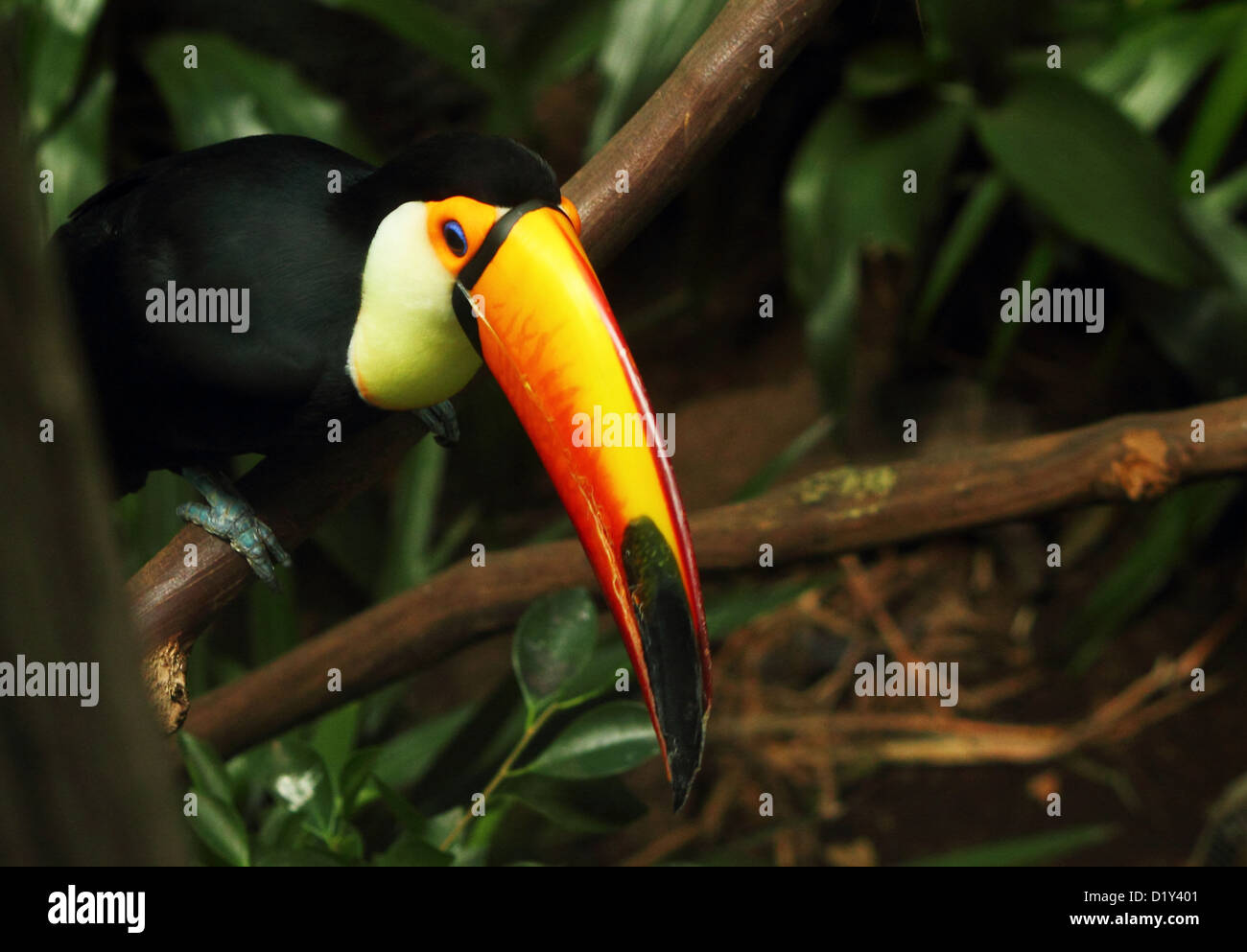 A brightly colored captive Toucan at New York City's Bronx Zoo Stock ...