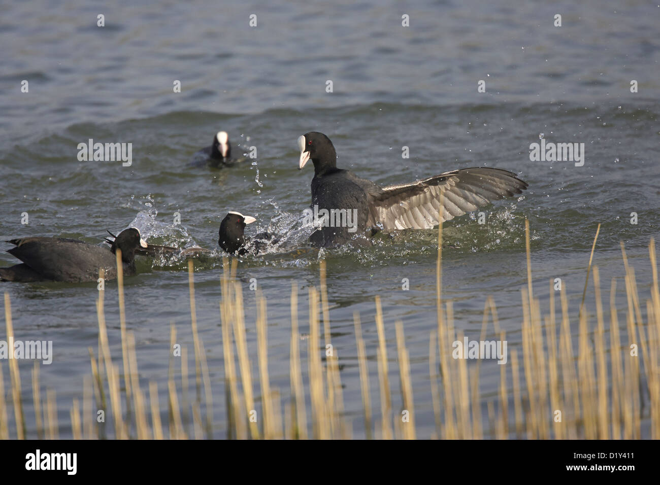 Coots fighting with their feet hi-res stock photography and images - Alamy