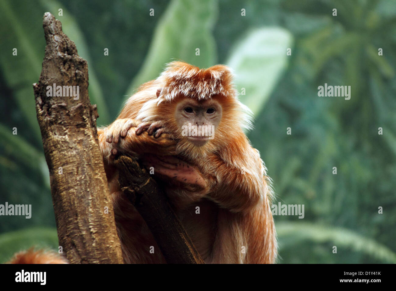 A captive Javan Langur Monkey sits in a tree in New York City's Bronx ...