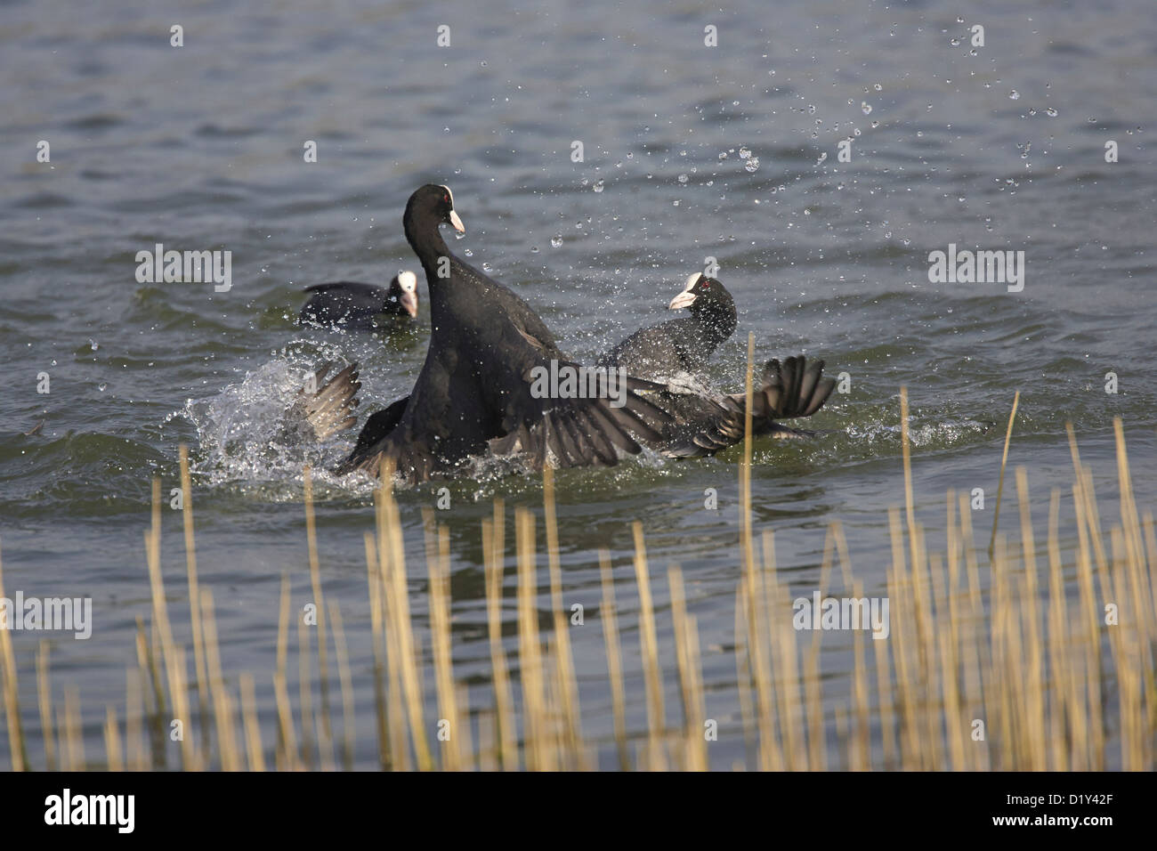 Coots running across water hi-res stock photography and images - Alamy