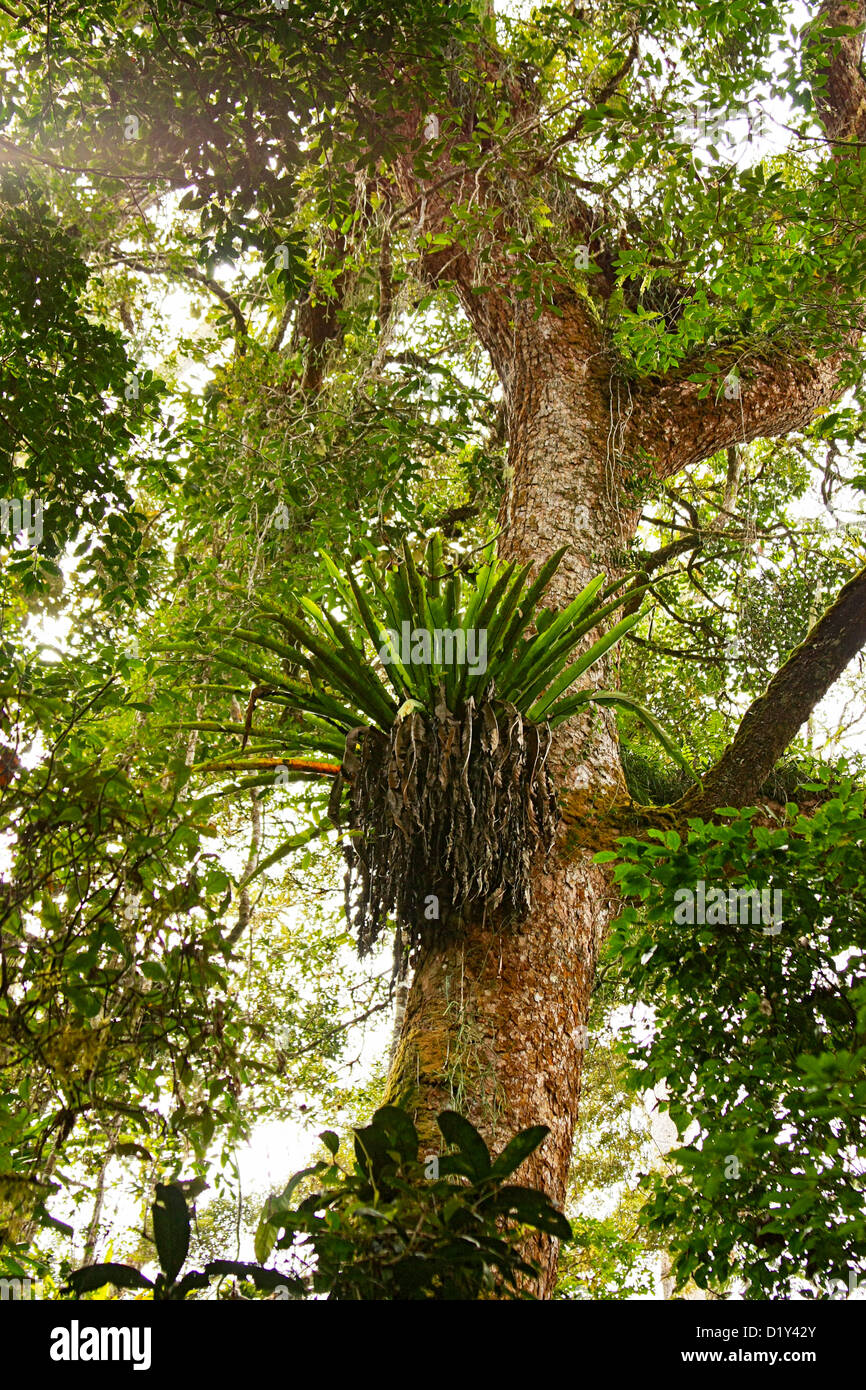 Parasites growing on a tree in the Madagascan rain forest Stock Photo ...