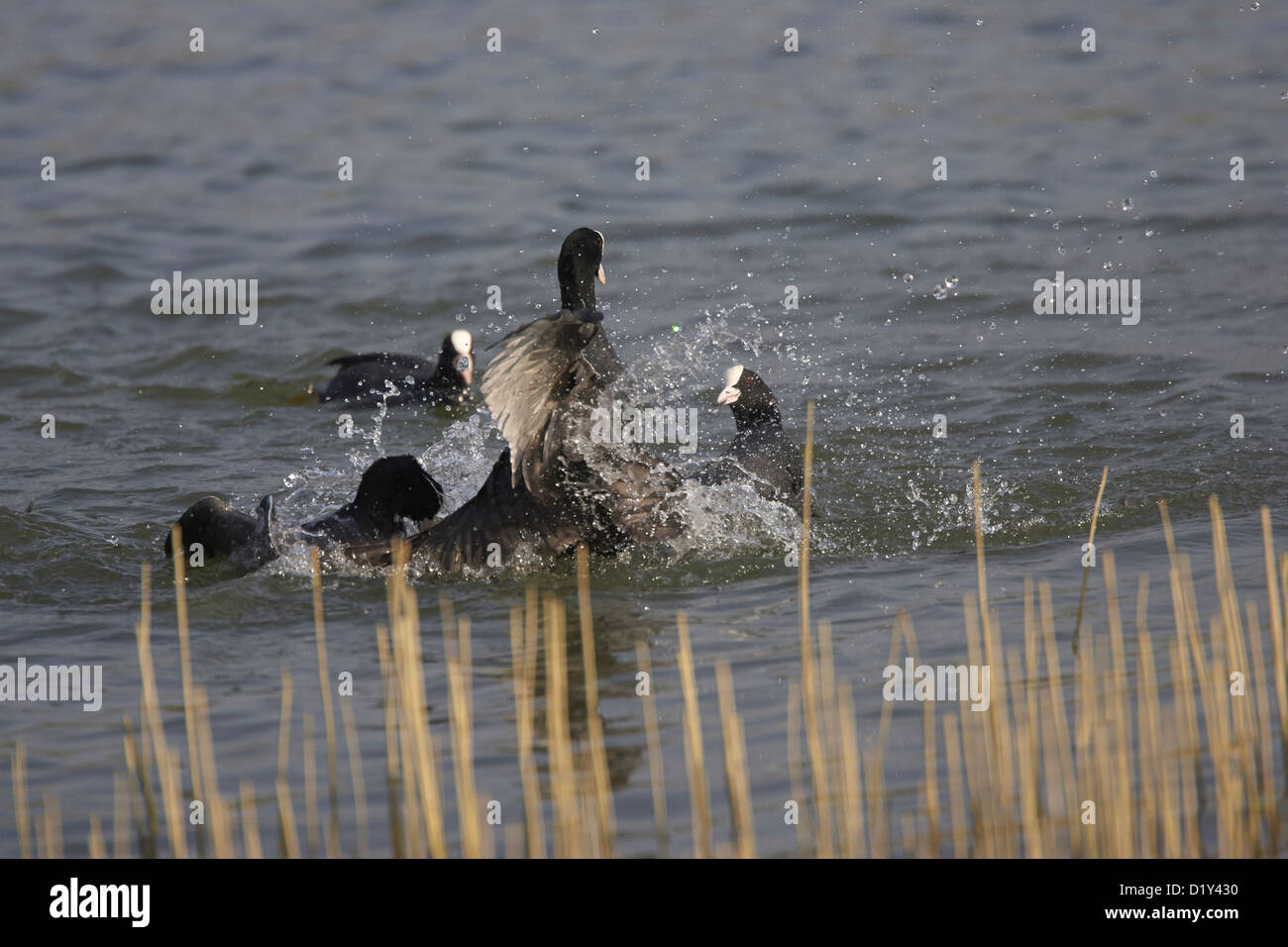 Coots fighting with their feet hi-res stock photography and images - Alamy