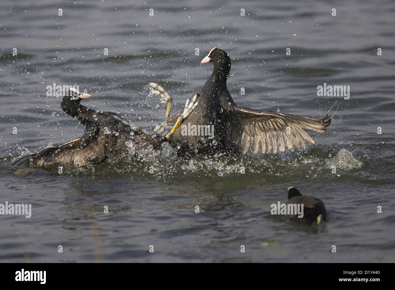 Coots Fighting With Their Feet High Resolution Stock Photography and ...