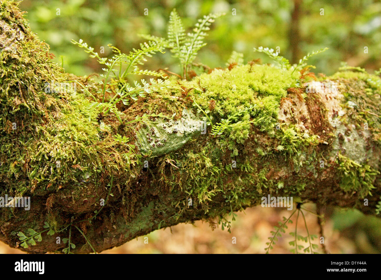 Species of ferns hi-res stock photography and images - Alamy