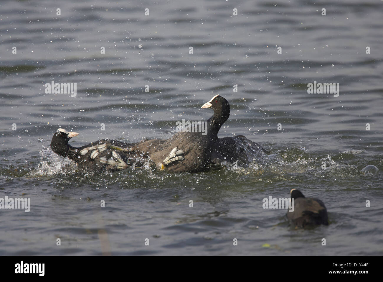 Coots fighting with their feet hi-res stock photography and images - Alamy