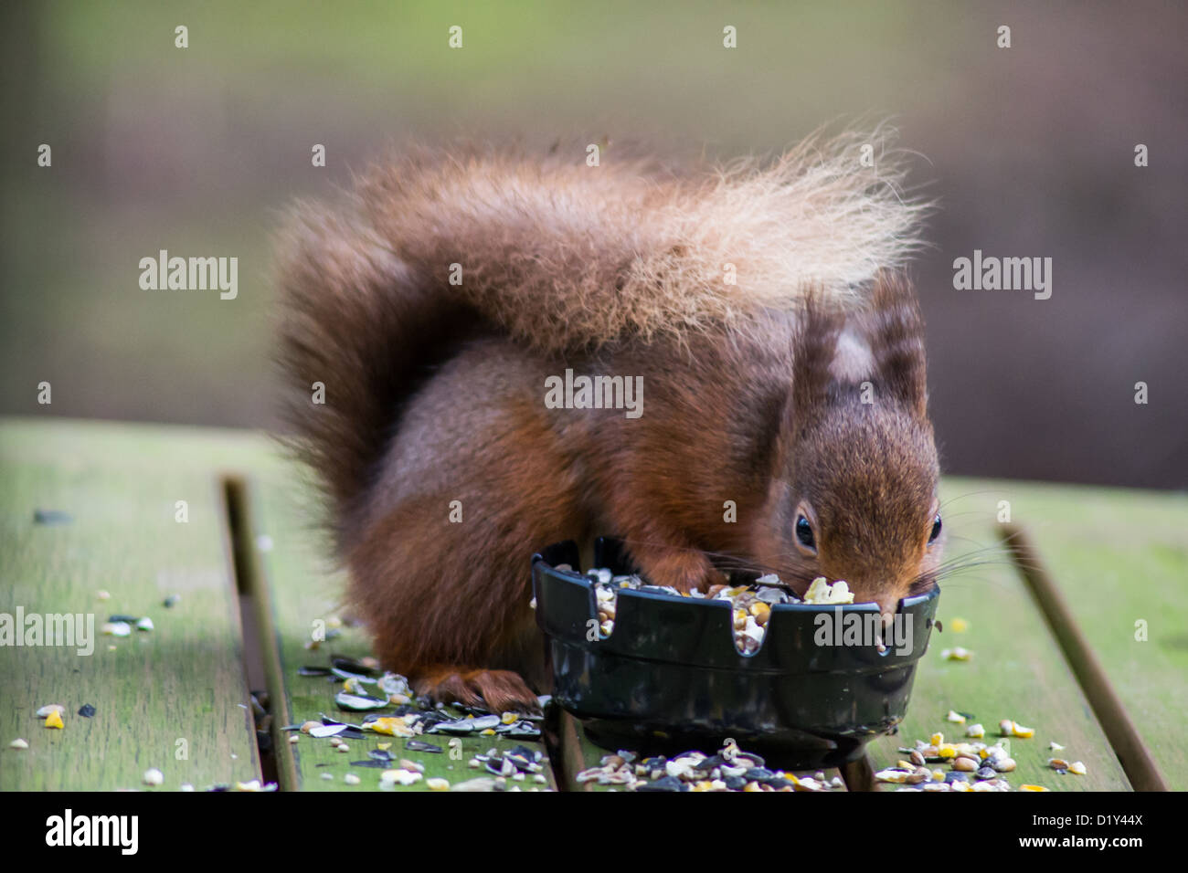 a squirrel eating some nuts Stock Photo - Alamy